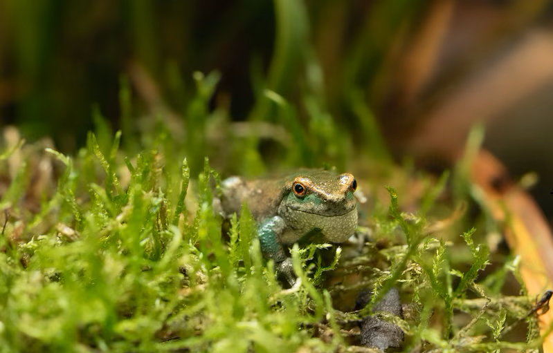 Creating Refuge for Spotted Tree Frogs